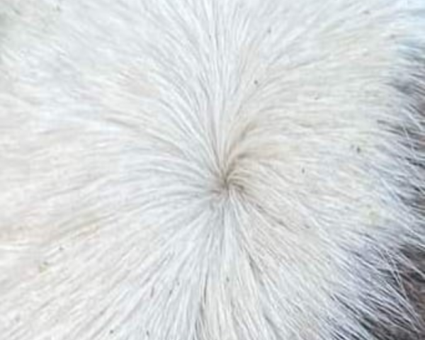 Horse markings - Horse face markings - Horse Care and Connection
