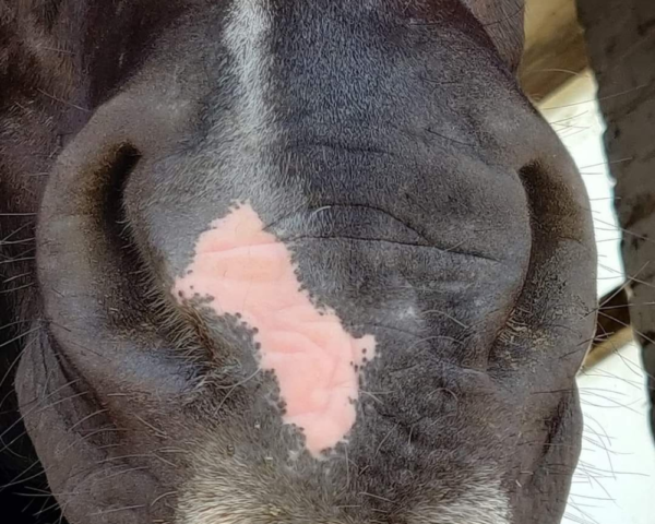 Horse markings - Horse face markings - Horse Care and Connection