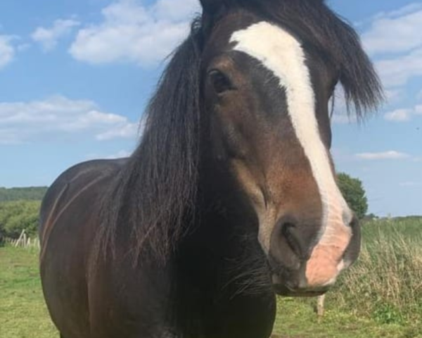 Horse markings - Horse face markings - Horse Care and Connection
