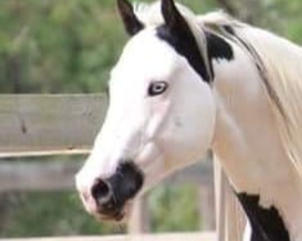 Horse markings - Horse face markings - Horse Care and Connection