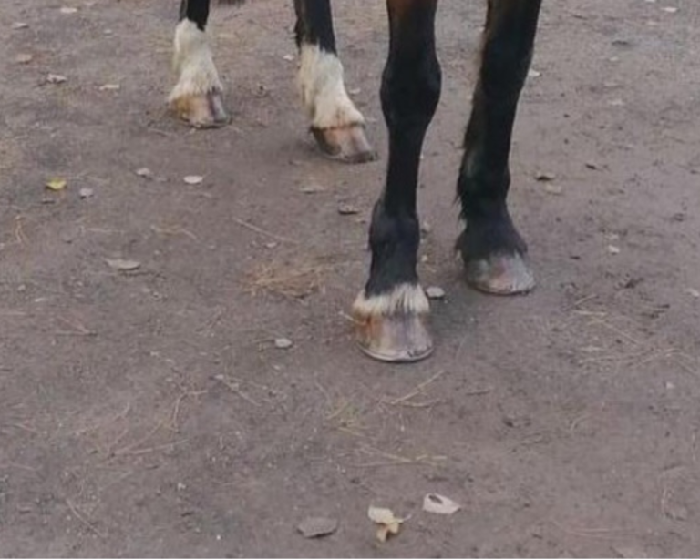 Horse markings - Horse face markings - Horse Care and Connection