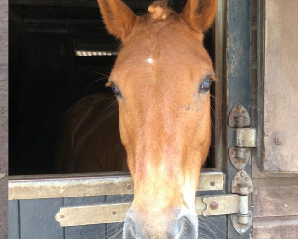 Horse markings - Horse face markings - Horse Care and Connection