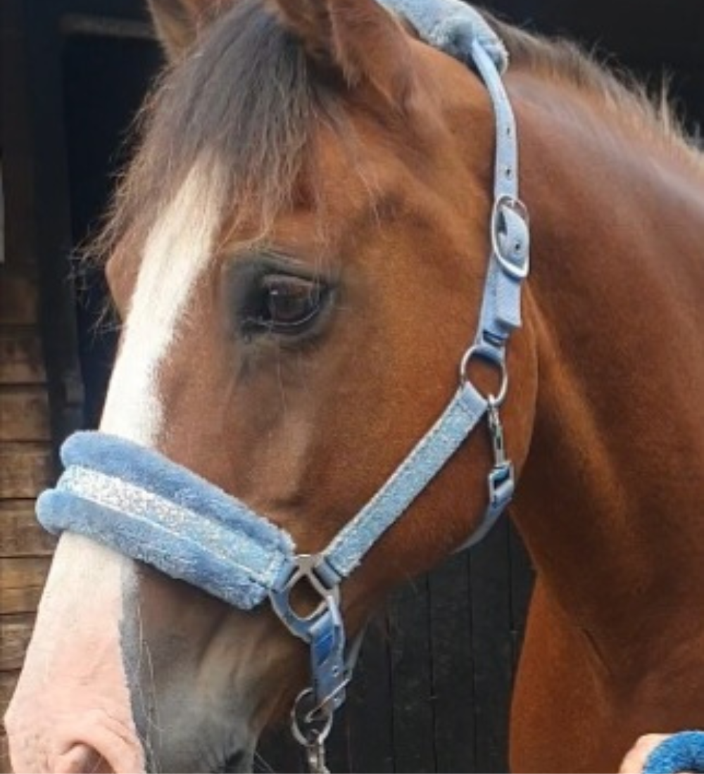 Home - Horse Care and Connection
